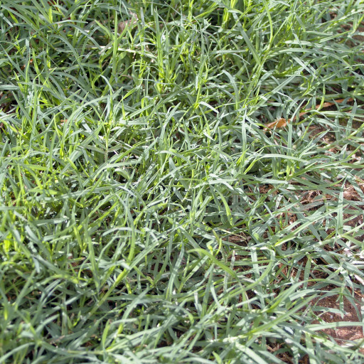 Bermuda Grass (Cynodon Dactylon) Plant Care & How to Grow, Water