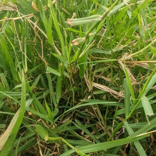 Bermudagrass (Cynodon Plectostachyus) Plant Care & How to Grow, Water