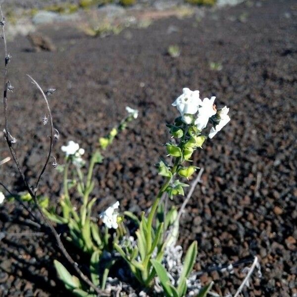Cynoglossum Borbonicum Care Guide: Water, Soil & Propagation - Plantiary