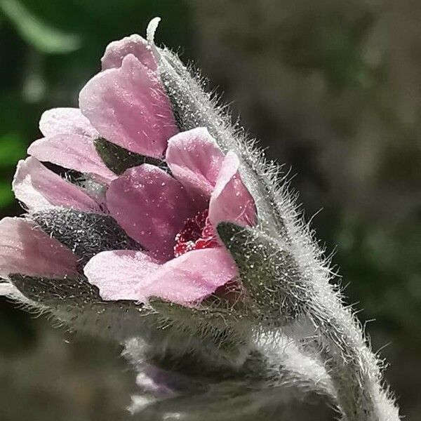 Cynoglossum Columnae Care Guide: Water, Soil & Propagation - Plantiary