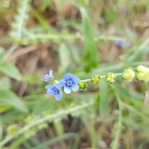 Small Hounds Tongue (Cynoglossum Lanceolatum) Care Guide: Water, Soil ...
