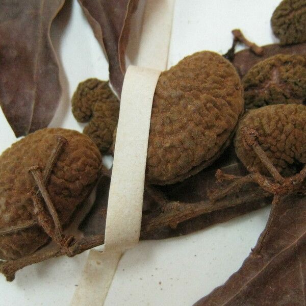 Cynometra Bauhiniifolia Plant Care & How to Grow, Water