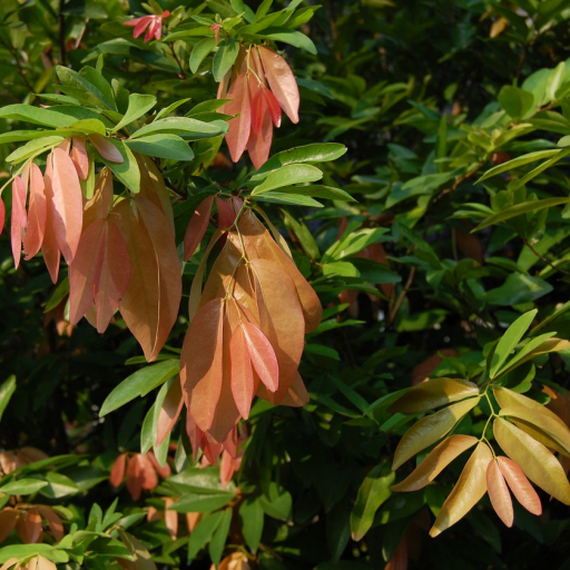 Namu-Namu (Cynometra Cauliflora) Plant Care & How to Grow, Water