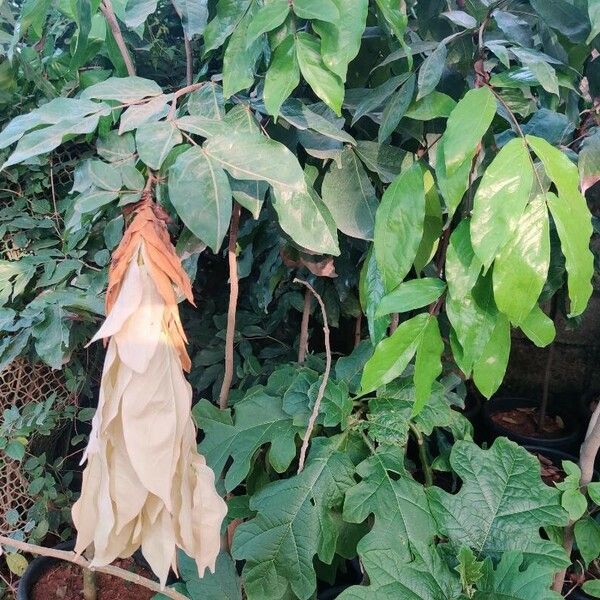 Cynometra Grandiflora Plant Care & How to Grow, Water