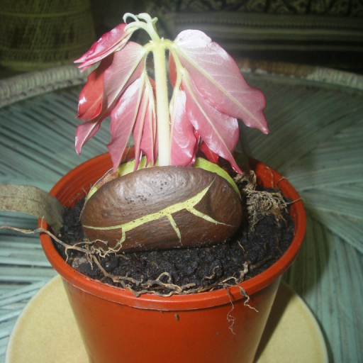 Silk Handkerchief Tree (Cynometra Lenticellata) Care Guide: Water, Soil ...