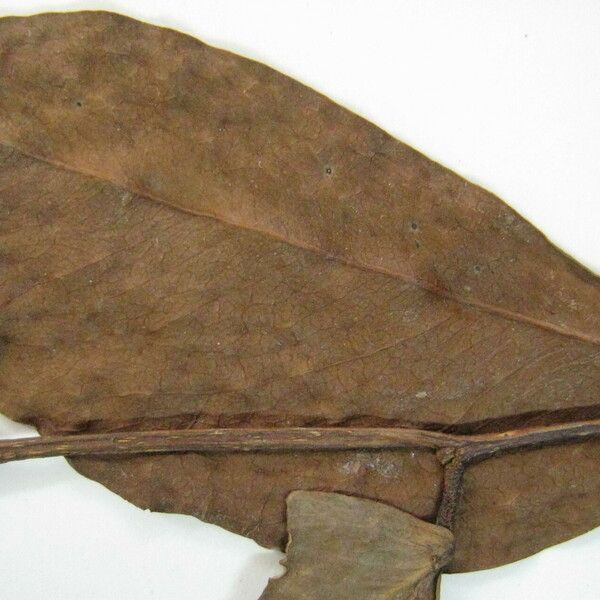 Cynometra Marginata Plant Care & How to Grow, Water