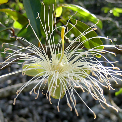 Cynophalla Flexuosa Plant Care & How to Grow, Water