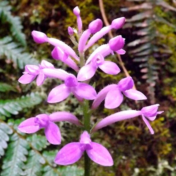 Cynorkis Inermis Plant Care & How to Grow, Water