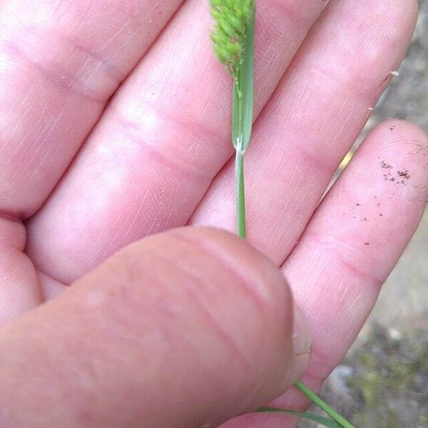 Cynosurus Effusus Plant Care & How to Grow, Water