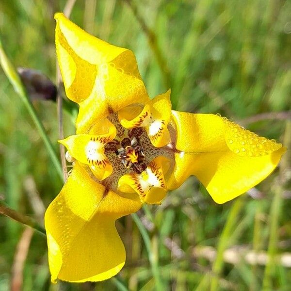 Herbert's Goblet Flower (Cypella Herbertii) Plant Care & How to Grow, Water