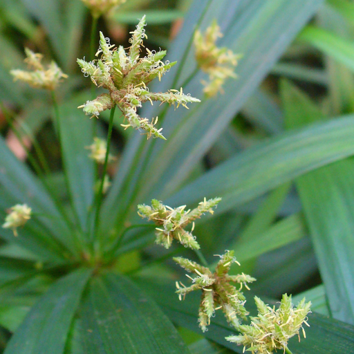 Dwarf Striped Umbrella Sedge (Cyperus Albostriatus) Plant Care & How to ...