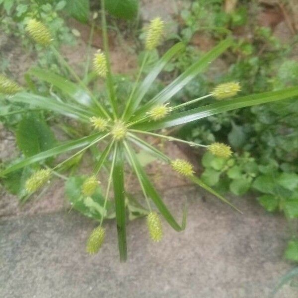 Foxtail Flat Sedge (Cyperus Alopecuroides) Plant Care & How to Grow, Water