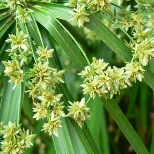 Umbrella Papyrus (Cyperus Alterniflorus) Plant Care & How to Grow, Water