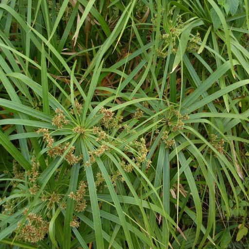 Umbrella Sedge (Cyperus Alternifolius) Plant Care & How to Grow, Water