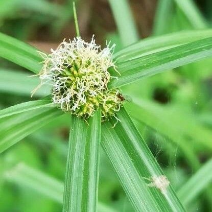 Navua Sedge (Cyperus Aromaticus) Plant Care & How to Grow, Water
