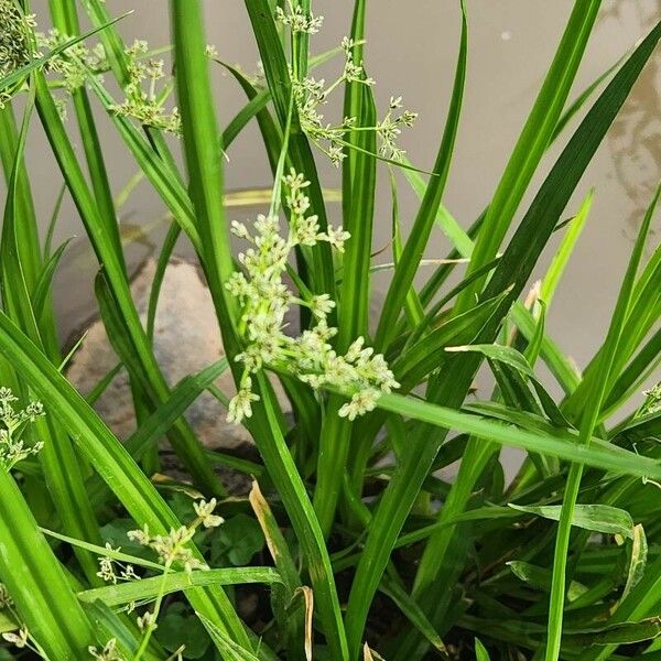 Cyperus Assimilis Plant Care & How to Grow, Water
