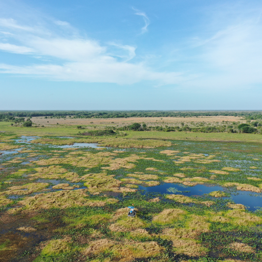 Cuban-Bulrush (Cyperus Blepharoleptos) Plant Care & How to Grow, Water