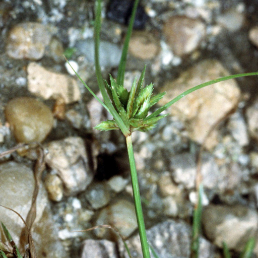 Poorland Flat Sedge (Cyperus Compressus) Plant Care & How to Grow, Water