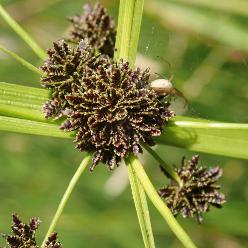 Variable Flatsedge (Cyperus Difformis) Plant Care & How to Grow, Water