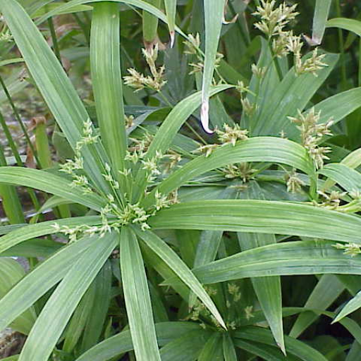 Diffused Flatsedge (Cyperus Diffusus) Plant Care & How to Grow, Water