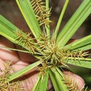 Finger Flatsedge (Cyperus Digitatus) Plant Care & How to Grow, Water
