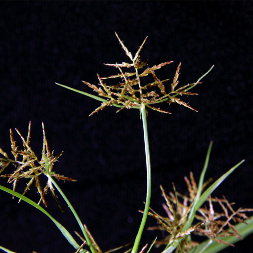 Piedmont Flatsedge (Cyperus Distans) Plant Care & How to Grow, Water
