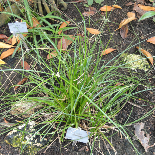 Woodrush Flatsedge (Cyperus Entrerianus) Plant Care & How to Grow, Water