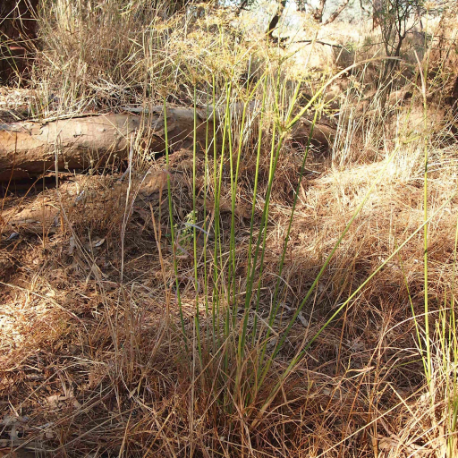 Giant Sedge (Cyperus Exaltatus) Plant Care & How to Grow, Water