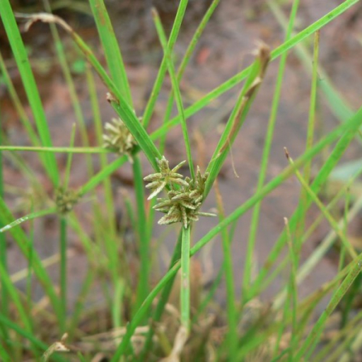 Yellow Flat Sedge (Cyperus Flavescens) Plant Care & How to Grow, Water