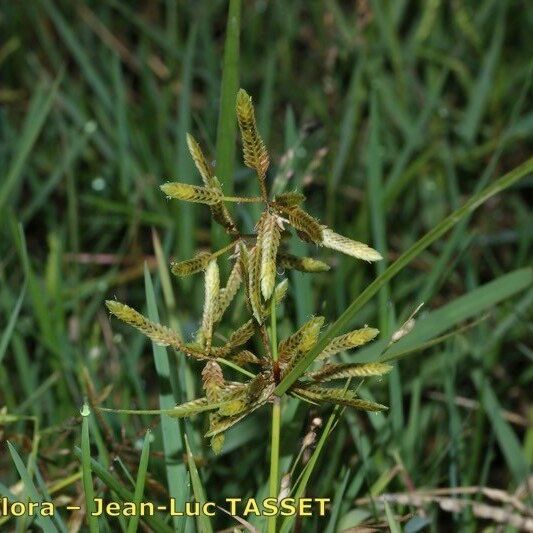 Yellow Flatsedge (Cyperus Flavidus) Plant Care & How to Grow, Water