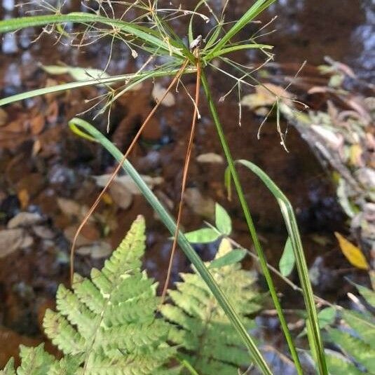 Cyperus Friburgensis Plant Care & How to Grow, Water