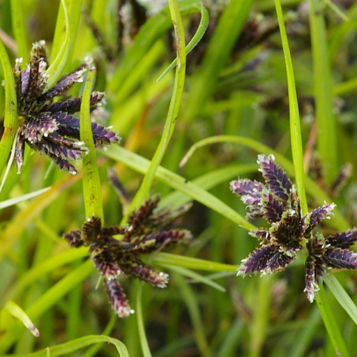 Brown Flat Sedge (Cyperus Fuscus) Plant Care & How to Grow, Water
