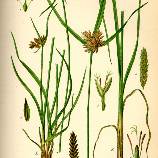 Round-Headed Cyperus (Cyperus Glomeratus) Plant Care & How to Grow, Water