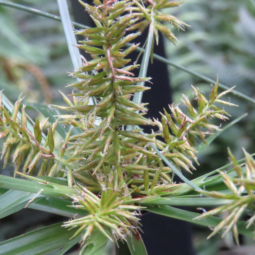 Hermaphrodite Flat Sedge (Cyperus Hermaphroditus) Care Guide: Water ...