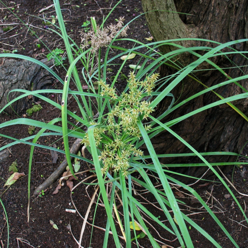 Javanese Flatsedge (Cyperus Javanicus) Plant Care & How to Grow, Water