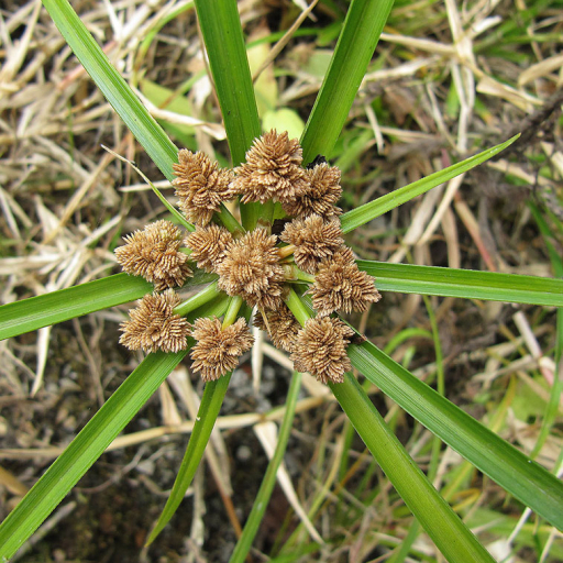 Alabama Swamp Flatsedge (Cyperus Ligularis) Plant Care & How to Grow, Water