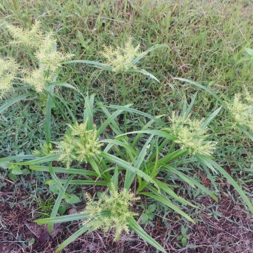 Rush-like Flatsedge (Cyperus Luzulae) Plant Care & How to Grow, Water