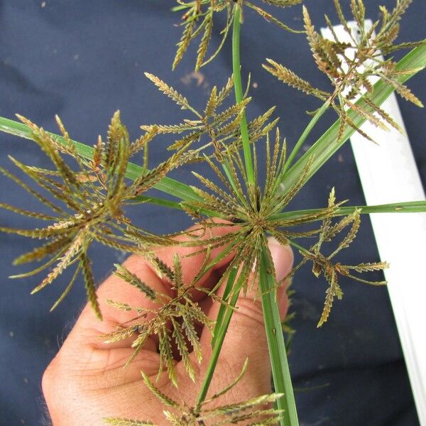 White-Margined Sedge (Cyperus Macrostachyos) Plant Care & How to Grow, Water