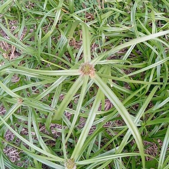 Cyperus Melanospermus Plant Care & How to Grow, Water