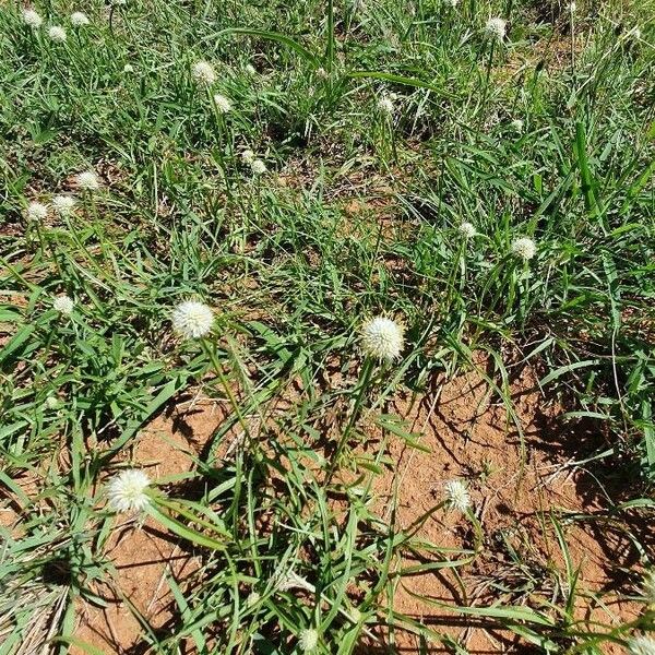 Little Bluestem (Cyperus Niveus) Plant Care & How to Grow, Water
