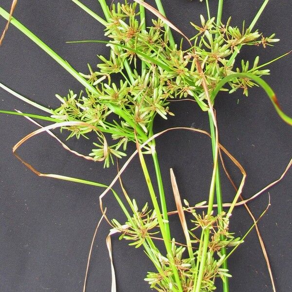 Pond Flatsedge (Cyperus Ochraceus) Plant Care & How to Grow, Water