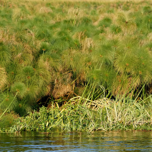 Papyrus Sedge (Cyperus Papyrus) Plant Care & How to Grow, Water