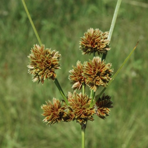 Bent-Awn Flat Sedge (Cyperus Reflexus) Plant Care & How to Grow, Water