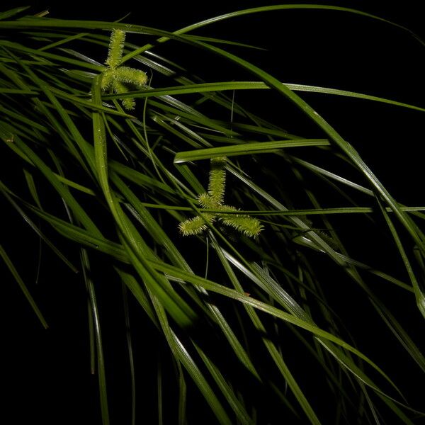 Monterey Flatsedge (Cyperus Regiomontanus) Plant Care & How to Grow, Water