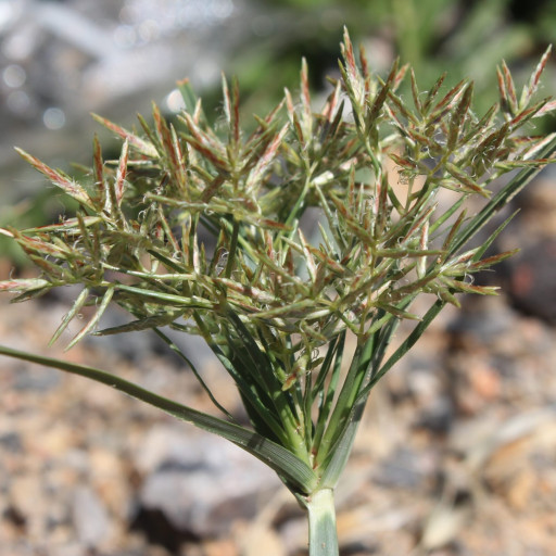 Nutgrass (Cyperus Rotundus) Plant Care & How to Grow, Water