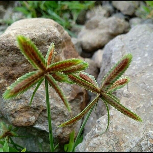 Coco-Grass (Cyperus Rubicundus) Care Guide: Water, Soil & Propagation ...