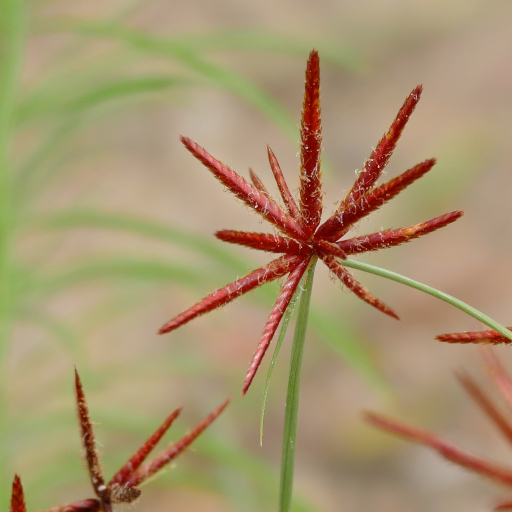 Cyperus Rupestris Plant Care & How to Grow, Water