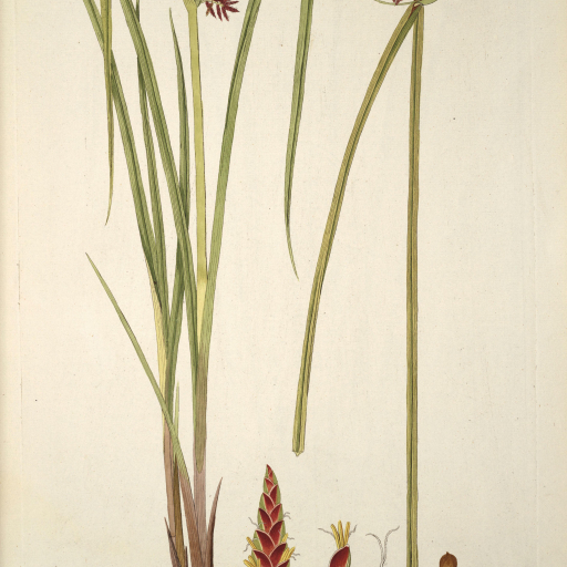 Tidal-Marsh Flatsedge (Cyperus Serotinus) Plant Care & How to Grow, Water