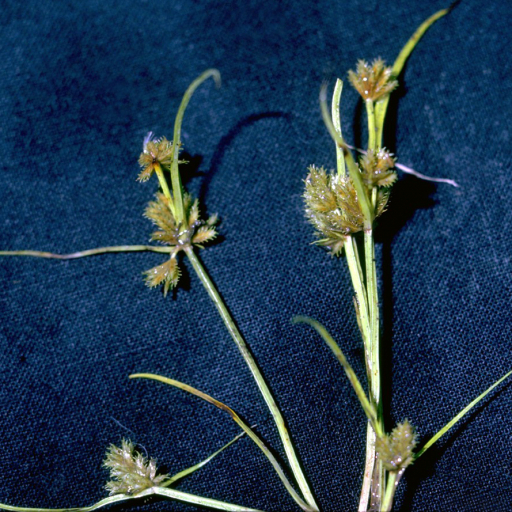 Bearded Flat Sedge (Cyperus Squarrosus) Plant Care & How to Grow, Water