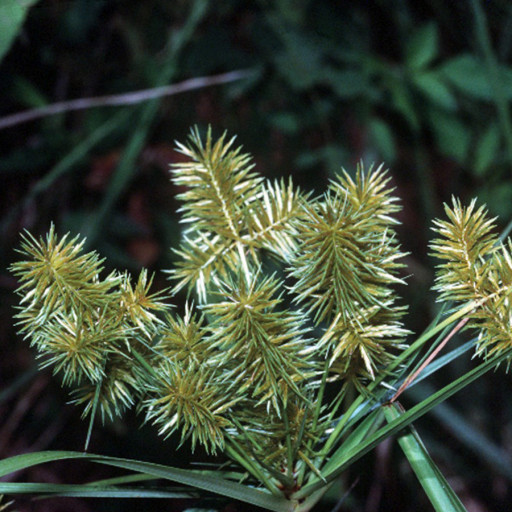 Straw-Color Flat Sedge (Cyperus Strigosus) Plant Care & How to Grow, Water
